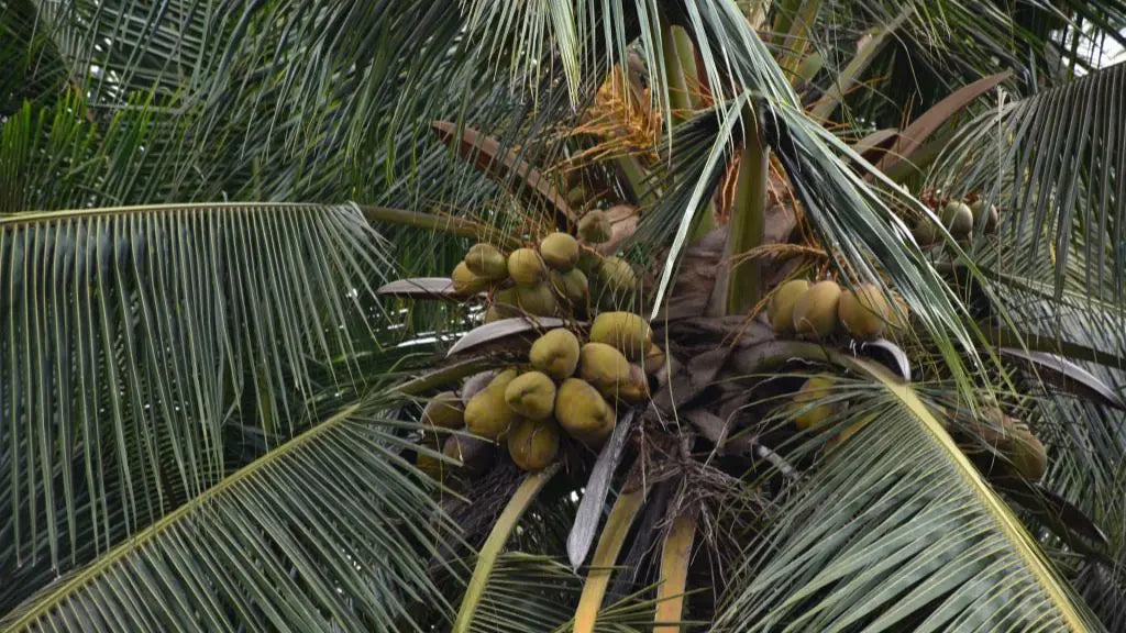 Vision – Cocoguru Coconut Oil